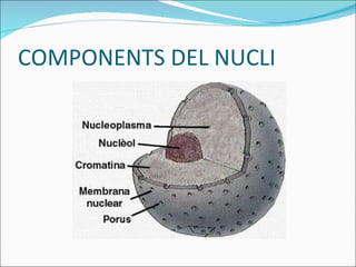 El nucli cel·lular | PPT