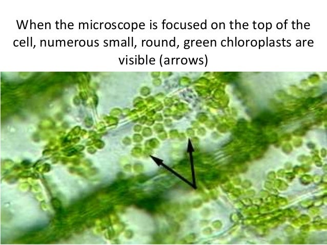 Plant Cells Microscope Elodea