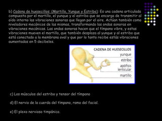 anatomia y fisiologia del oido y composicion | PPT