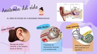fisilogia y anatomia del oido y el equilibrio | PDF