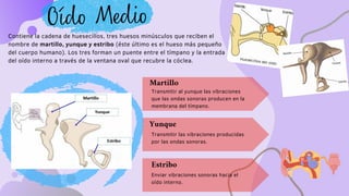 fisilogia y anatomia del oido y el equilibrio | PDF