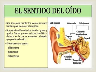 El oido | PPTX