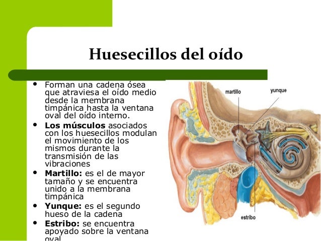 El oido 7