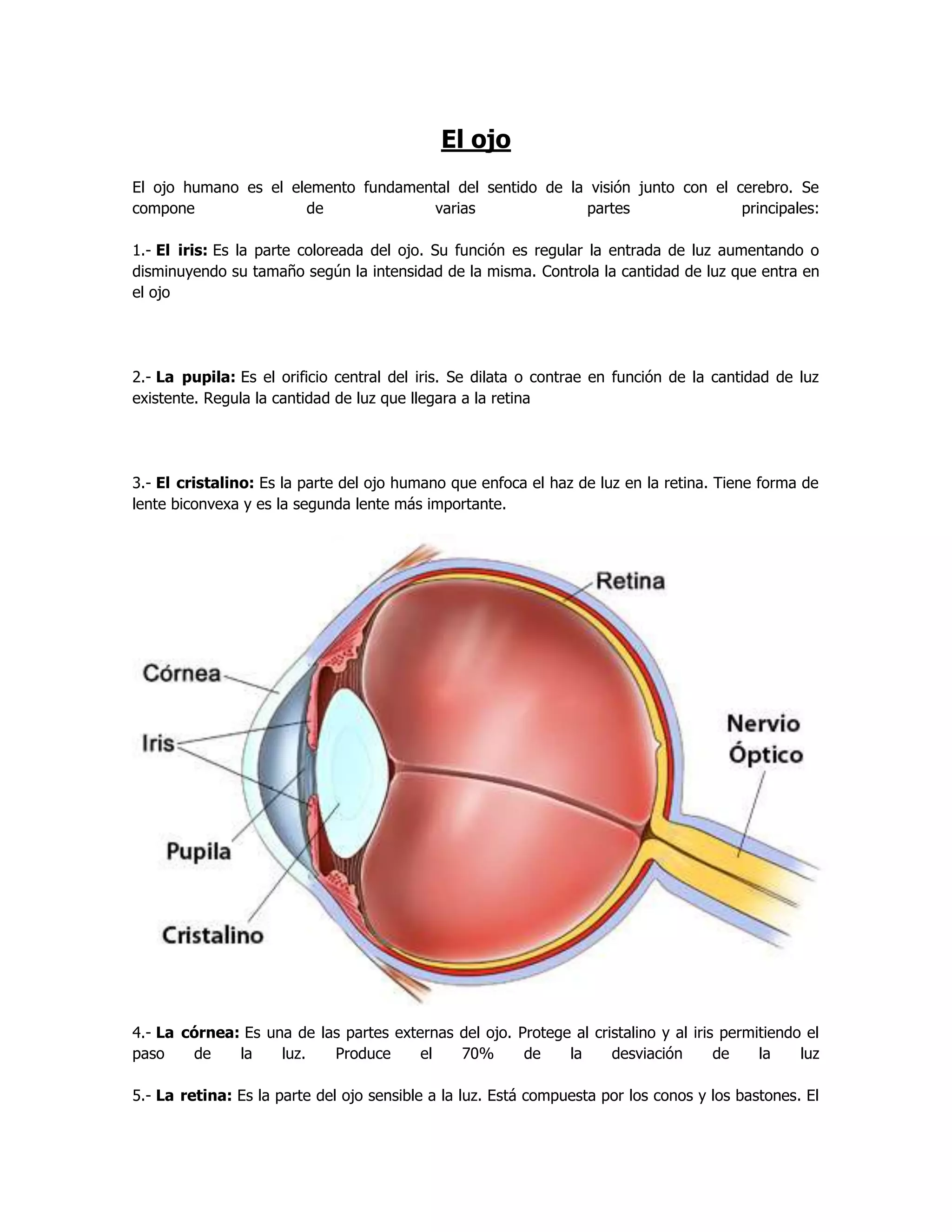 El ojo | DOCX