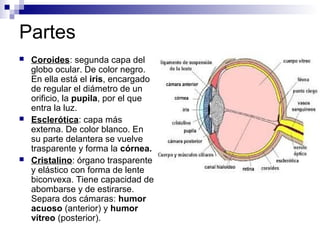 El ojo | PPT