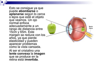 El ojo | PPT