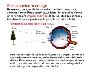 EL OJO Y LA VISION, ESTRUCTURA Y FUNCION | PPT