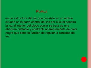 El ojo anatomia y fisiologia | PPTX