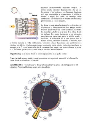 El ojo humano | PDF