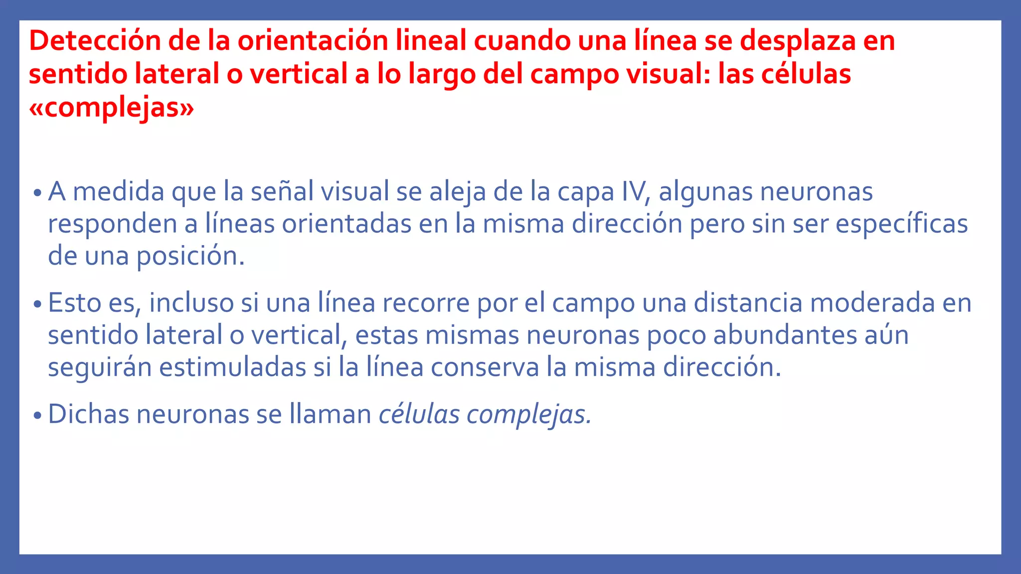 El ojo Neurofisiologia Central de la Vision 2020 | PPTX | Eye and ...