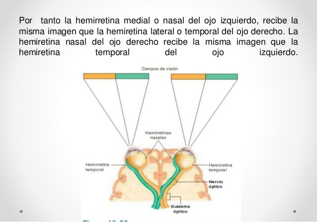 El Ojo y la Visión.