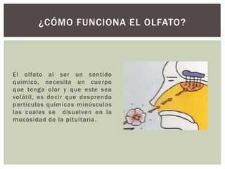 El olfato | PPTX