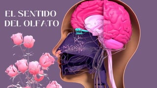 El sentido del olfato (Anatomía humana).pdf