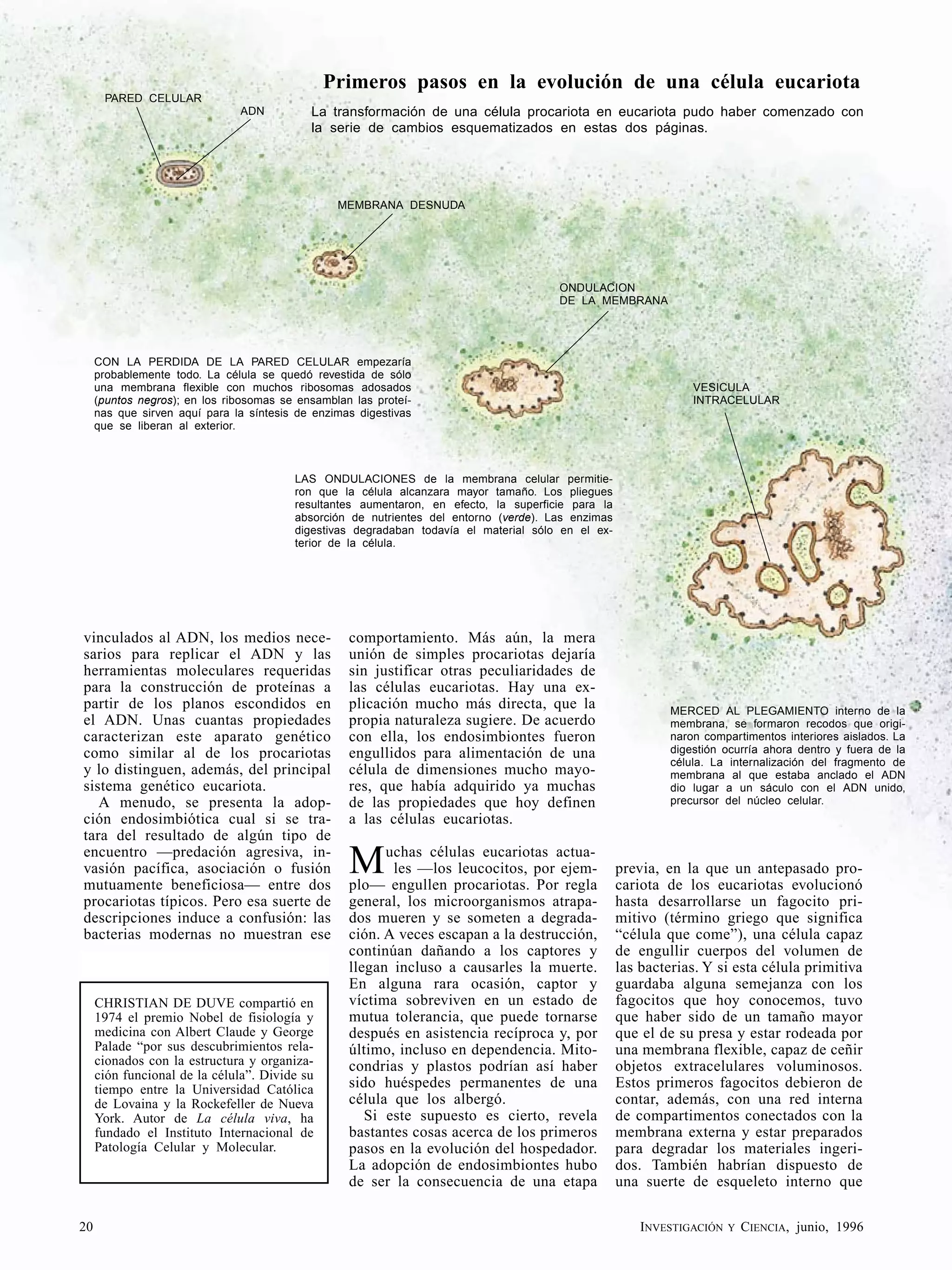 El origen de las celulas eucariotas IyC Junio 1996 | PDF