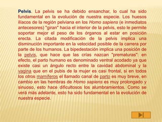El origen del hombre | PPTX