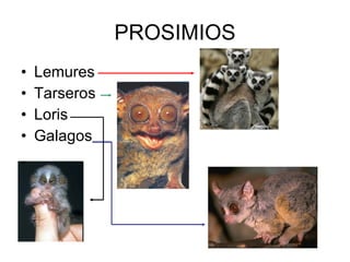 El Origen Del Ser Humano | PPT