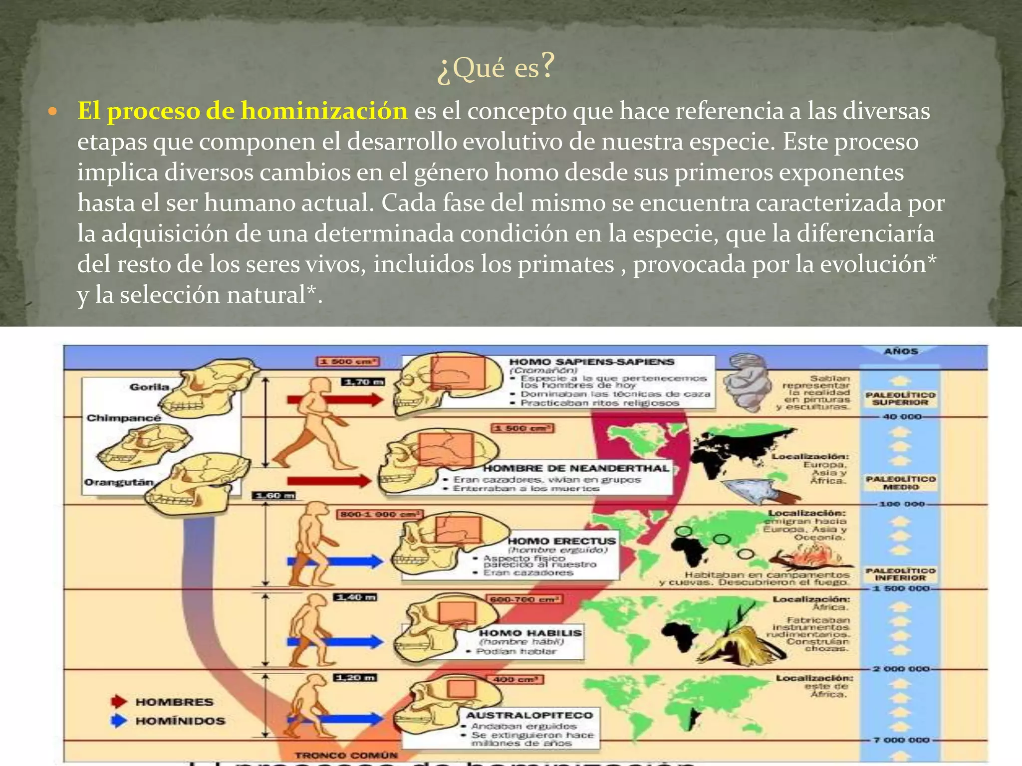 El origen y evolución del hombre | PPTX | Genetics | Science