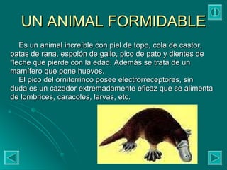 El Ornitorrinco | PPT