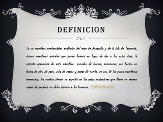 El ornitorrinco | PPTX