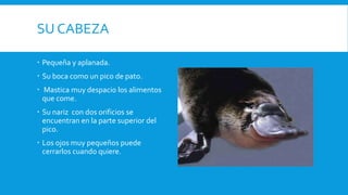 El ornitorrinco | PPTX