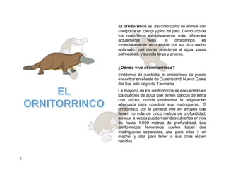 El ornitorrinco | DOCX
