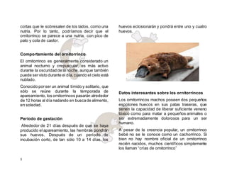El ornitorrinco | DOCX