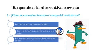 El Ornitorrinco.pptx