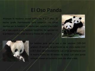 El oso panda | PPT | Descarga Gratuita