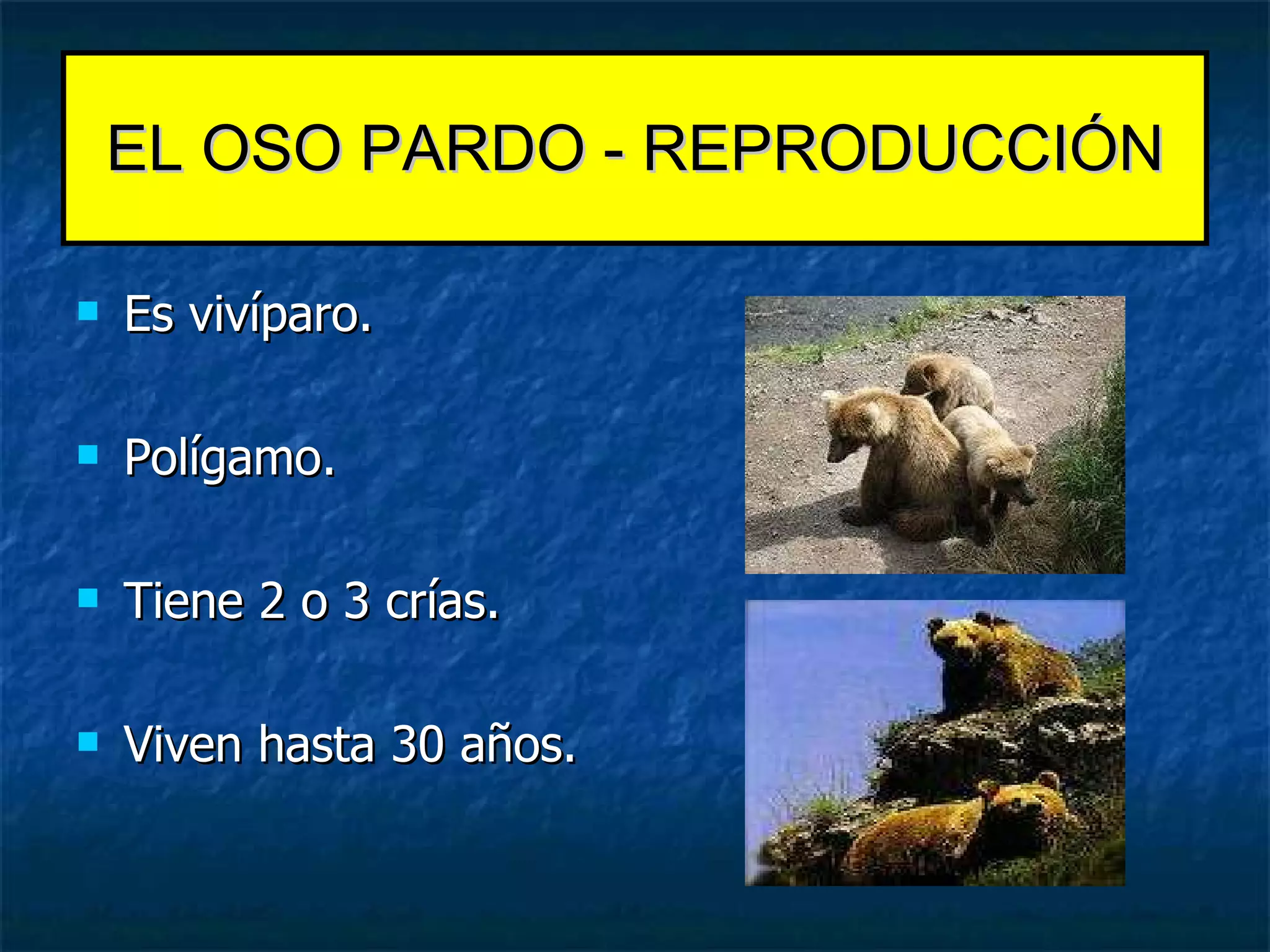El Oso Pardo | PPT