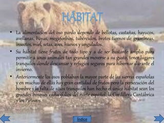 El oso pardo ibérico | PPTX