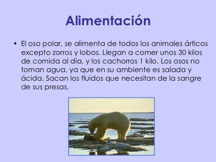 El oso polar