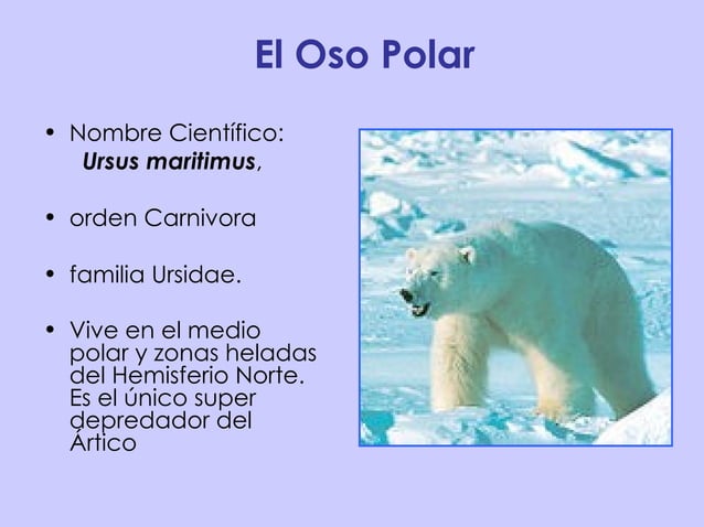 El oso polar | PPT