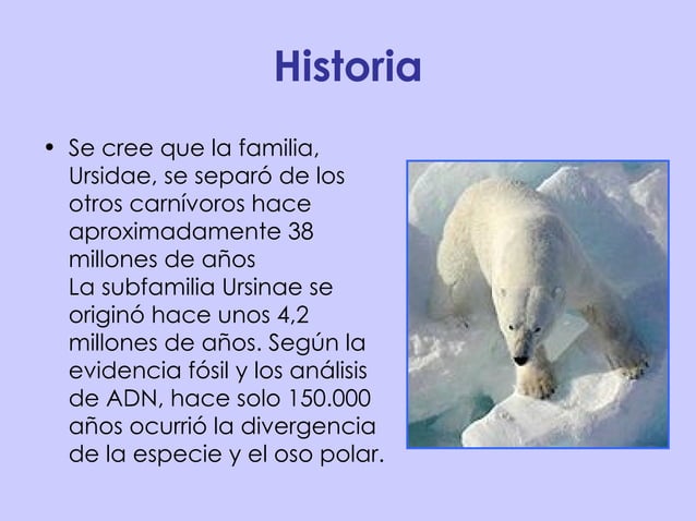 El oso polar | PPT