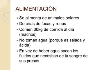 El oso polar | PPTX