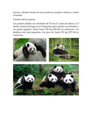 EL PANDA GIGANTE.pdf