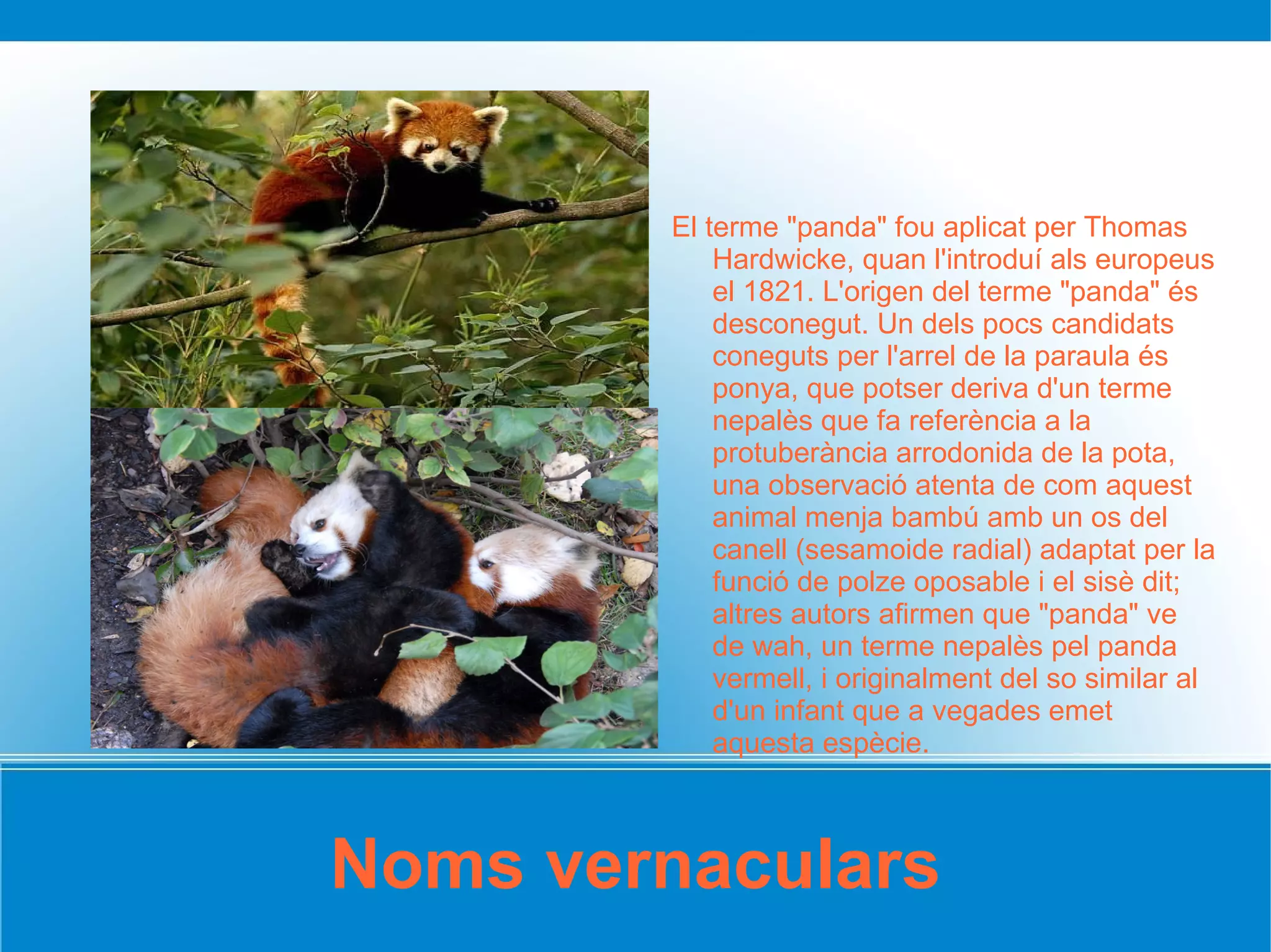 El Panda Vermell(Animals) | ODP