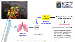 El papel emergente de los exosomas en la inmunidad innata, diagnóstico ...