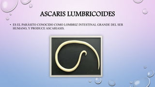 El parasitismo t | PPTX