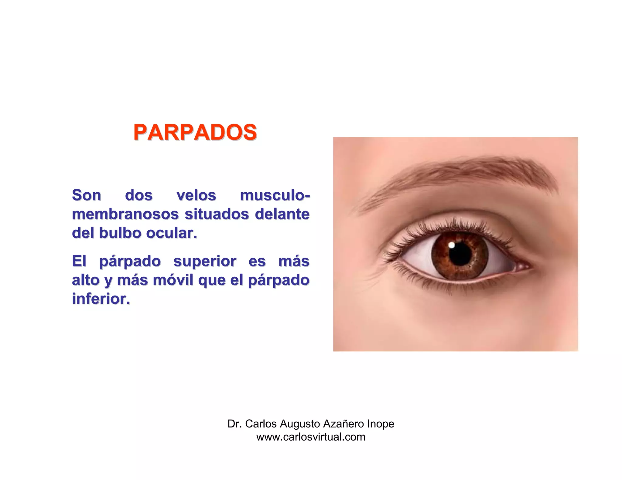 El Parpado | PPT | Descarga Gratuita