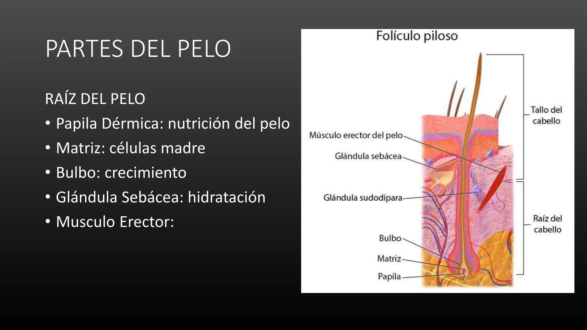 El pelo, estructutura y composición.pptx