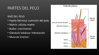 El pelo, estructutura y composición.pptx