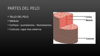 El pelo, estructutura y composición.pptx