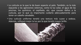 El pelo, estructutura y composición.pptx
