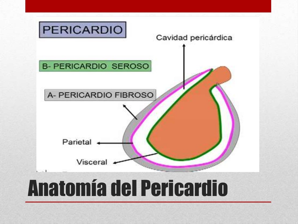 El pericardio