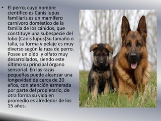 El perro | PPTX