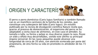 El perro | PPTX