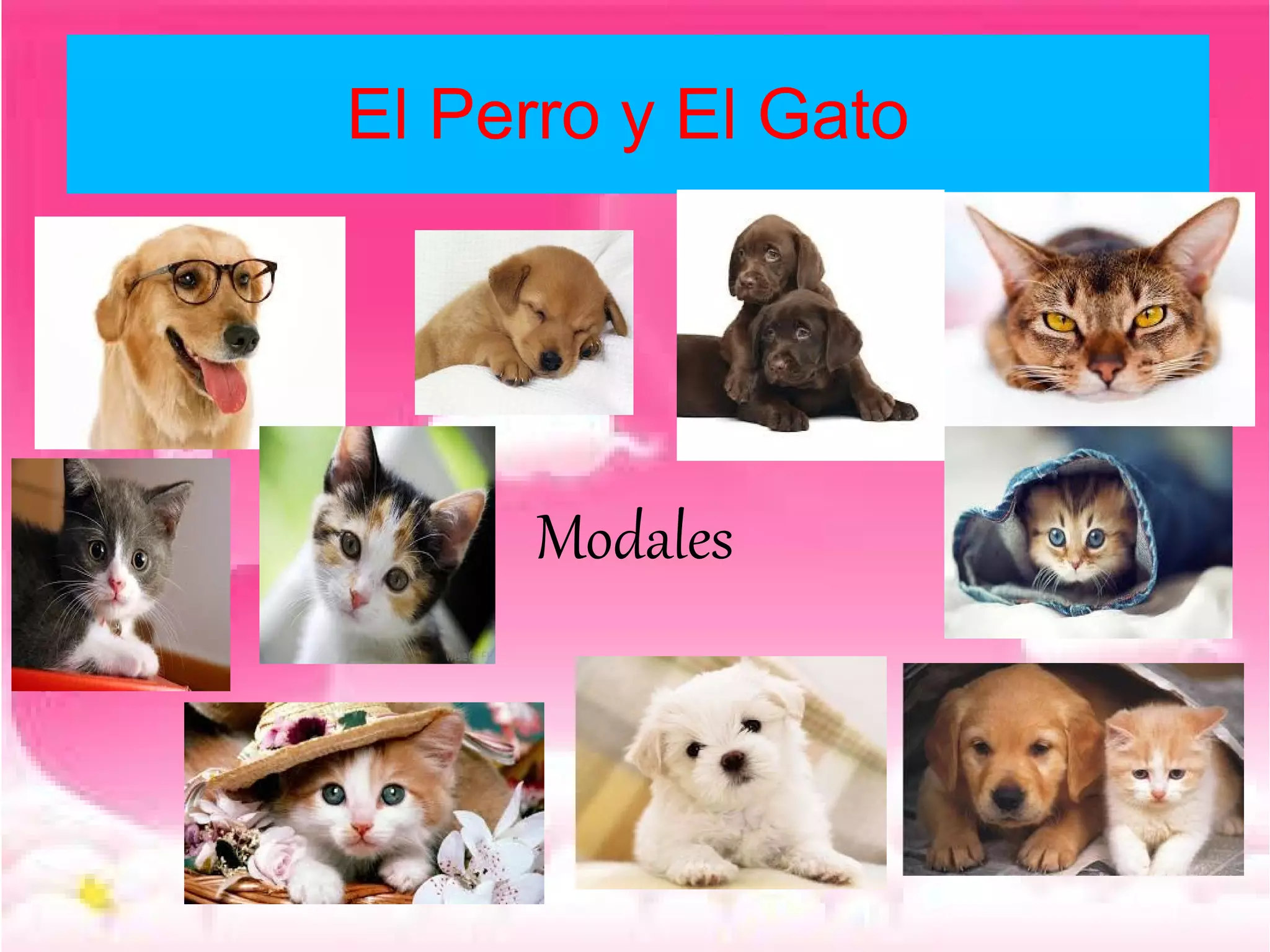 El perro y el gato manners | PPT