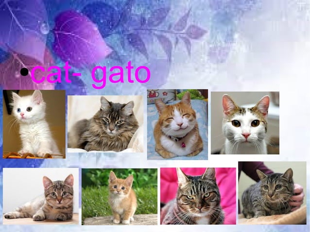 El perro y el gato manners | ODP