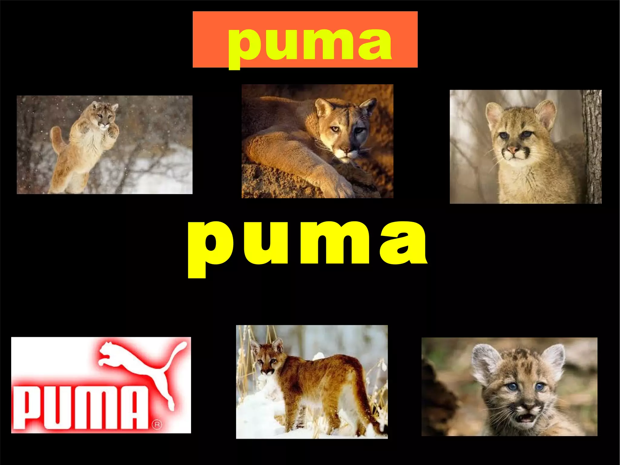 El perro y el gato jungla | ODP