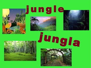 El perro y el gato jungla | PPT